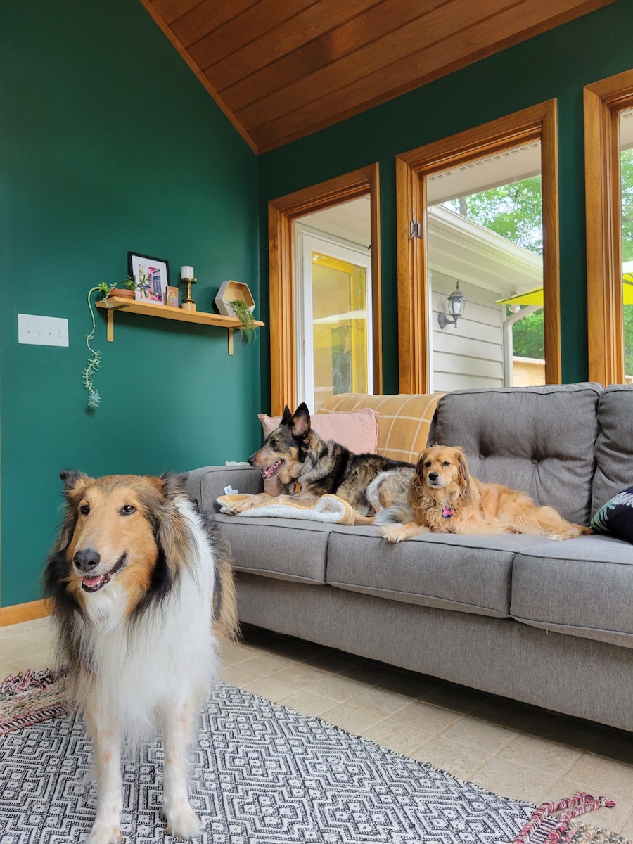 Interior Design Tips for Pet Owners | TEW Design Studio